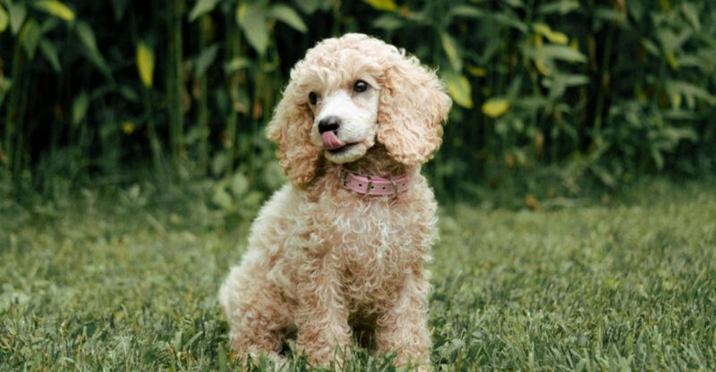 These 12 Dog Breeds Are Getting Attention From People Who Never Wanted ...