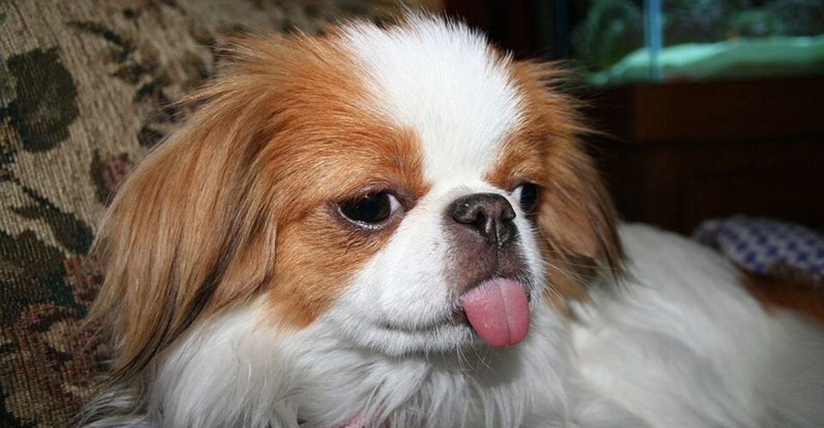 These 12 Dog Breeds Resist Overhandling More Than People Expect