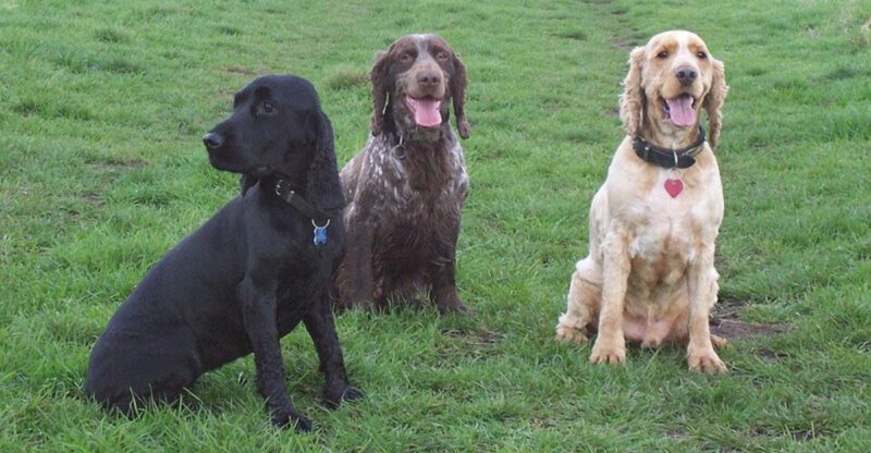 Urban Dogs Are Acting Differently – 10 Breeds People Say Changed the ...