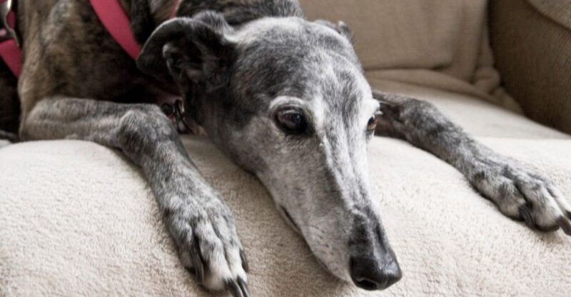 10 calm dog breeds owners love because they don’t turn life into a ...