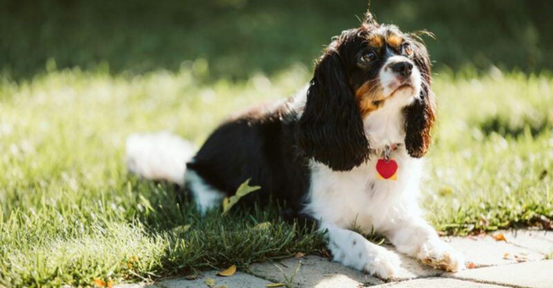 10 companion breeds famous for choosing laps over almost anything else