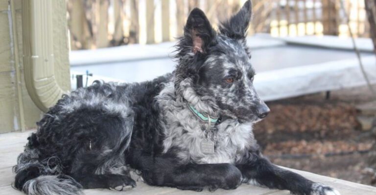 11 rare dog breeds rising online before most people even know their names
