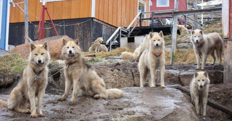 11 rugged dog breeds that still carry the mentality of life in harsh ...
