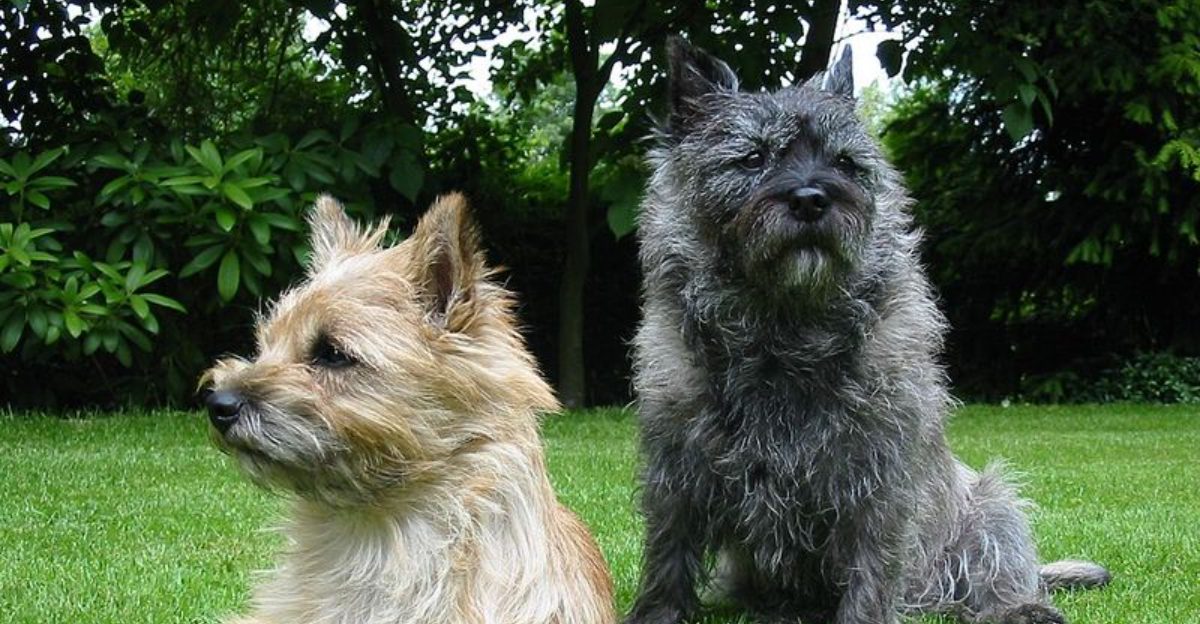 12 dog breeds whose digging instincts can take over fast