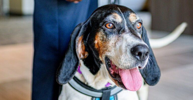 14 breeds whose predatory instincts can still shape their behavior