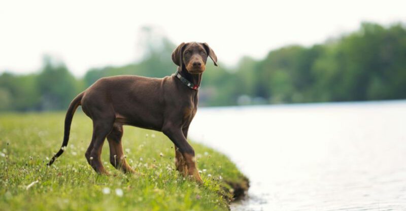 10 dog breeds that make clean living much easier than expected
