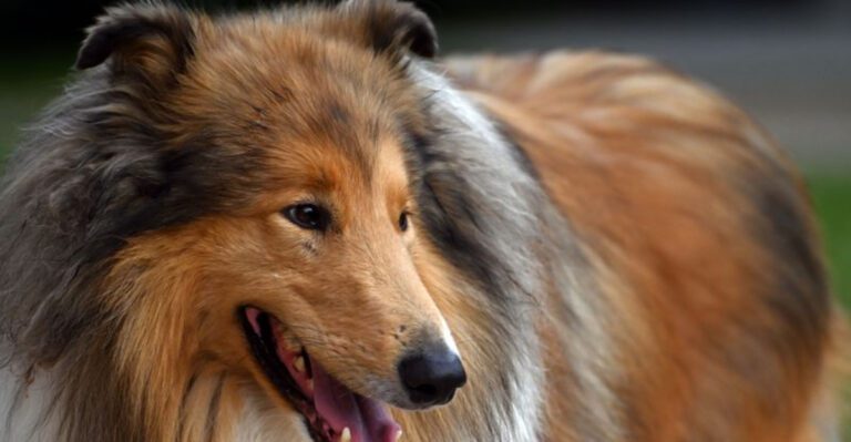 10 dog breeds that prove a calm, friendly temperament never goes out of ...