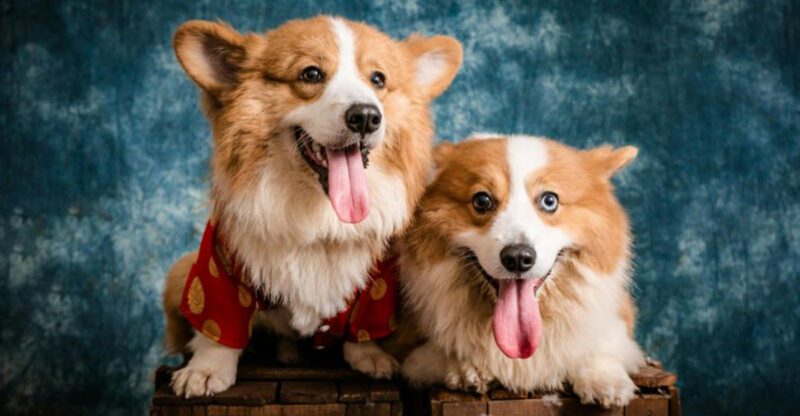 10 dogs that turn bedtime into comedy - plus 3 that treat owners like ...
