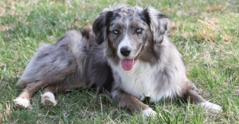 10 exceptional herding dogs that make life on small farms much easier