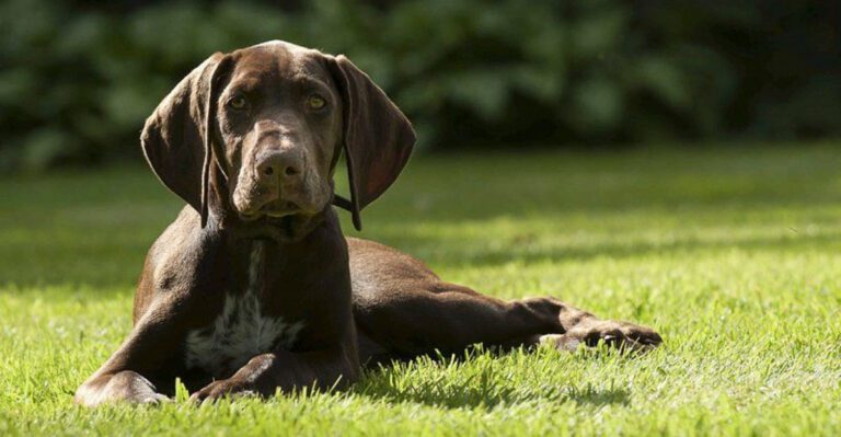 10 great camping dog breeds, plus 2 that prefer the sofa
