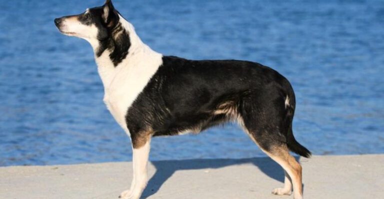 10 uncommon dog breeds known for loyalty, plus 4 famous breeds that ...