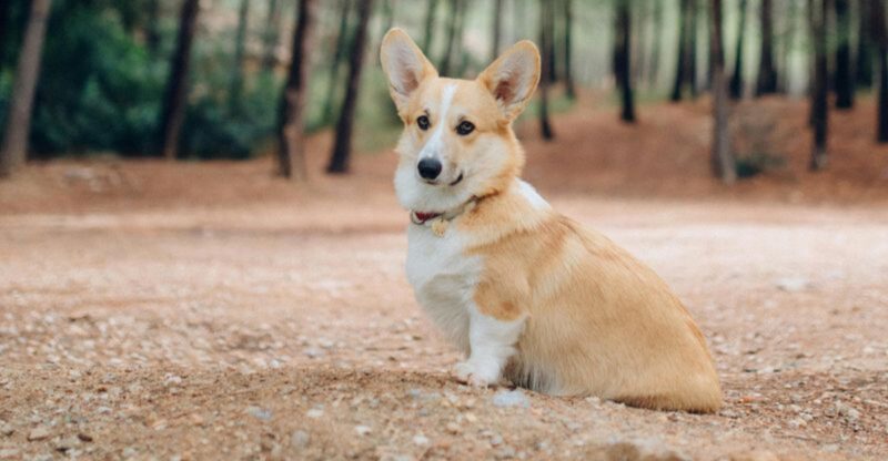 11 cute dog breeds with tough working roots hiding behind their looks