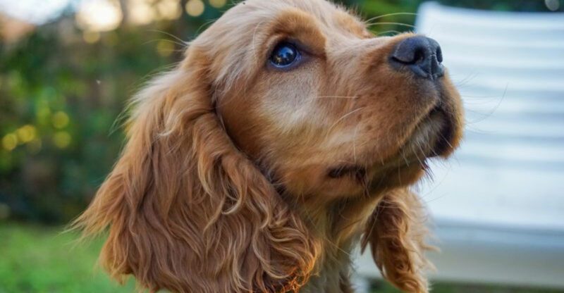 11 dogs that act like you're their whole world - until they smell ...