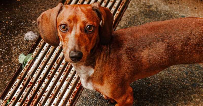 11 dogs that behave differently on leash than off it - and why it matters