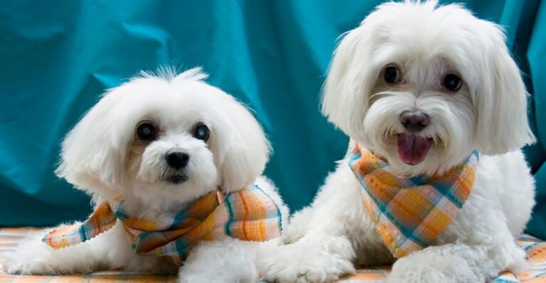 11 dogs that seem too gentle for this world - and 4 that hide their ...