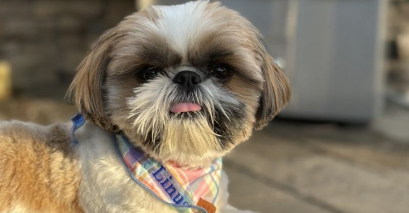 13 sweet dog breeds that make some owners wonder how they ever lived ...