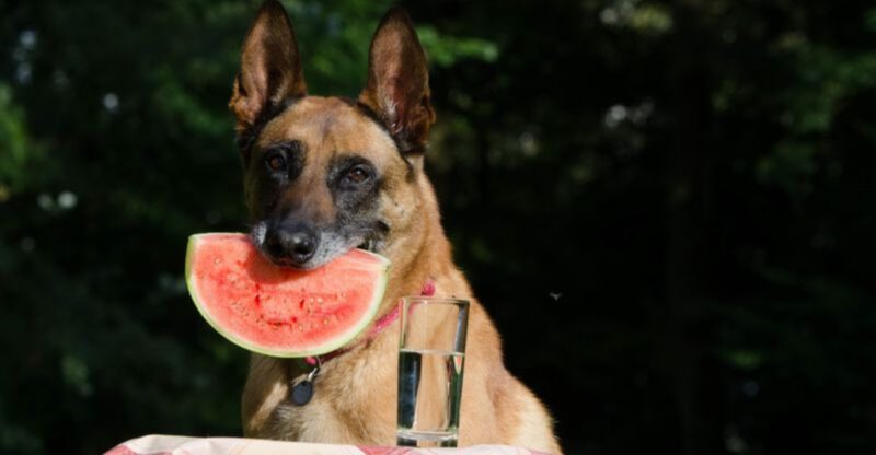 14 lovable dogs that keep owners busy - and 3 surprisingly tidy breeds