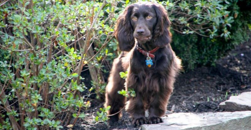 14 water-loving breeds perfect for active families who enjoy swimming