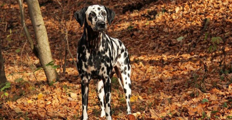 15 gorgeous breeds that bring energy and purpose to every morning