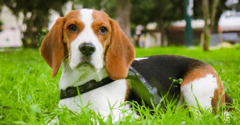 18 dog breeds people think are perfect family pets - until they ...
