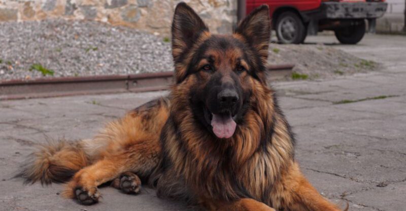 18 dog breeds that demand more attention than most people expect - plus ...