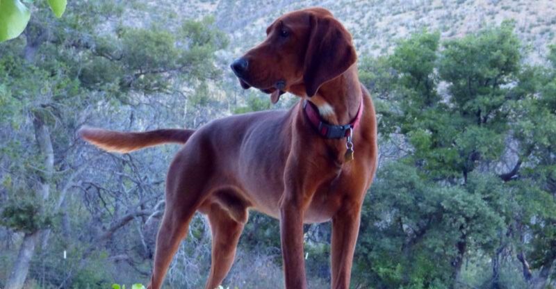 Dirt roads, open fields, and hard work suit these 13 dog breeds ...