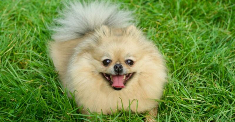 If your dog's breath smells metallic, these 10 breeds deserve extra ...