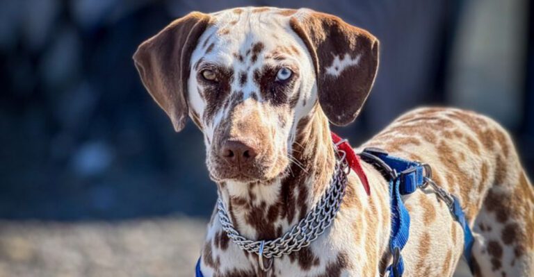 Indoor boredom hits these 11 dog breeds harder than most owners realize