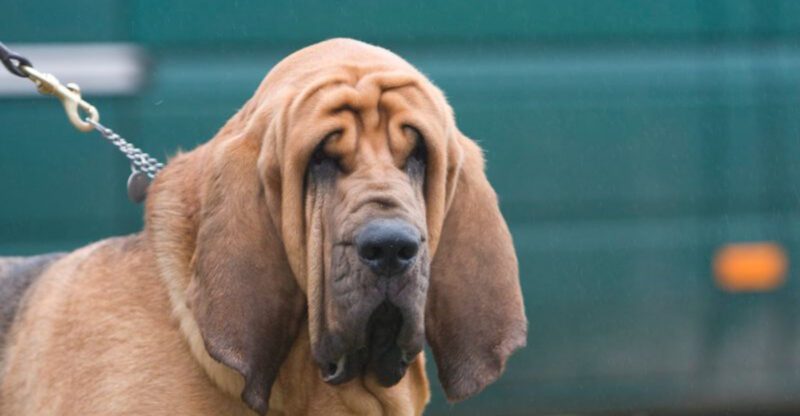 It's almost impossible not to love these 11 floppy-eared dog breeds ...