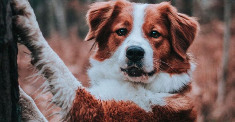 Labrador Retrievers are fantastic - but these 14 breeds bring something ...