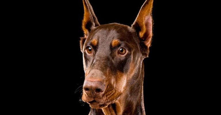 Living alone gets a lot easier with these 13 dog breeds - plus 3 that ...