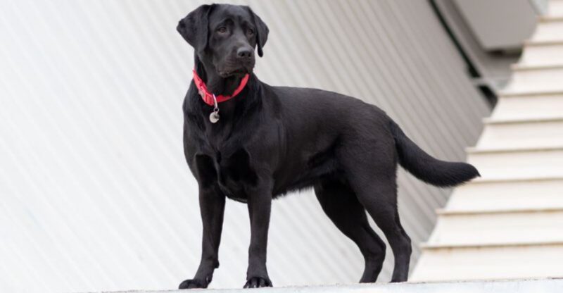 Looking for a kid-friendly companion? These 10 breeds consistently ...