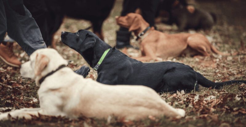 Male or female? These 11 differences may matter more than most adopters ...