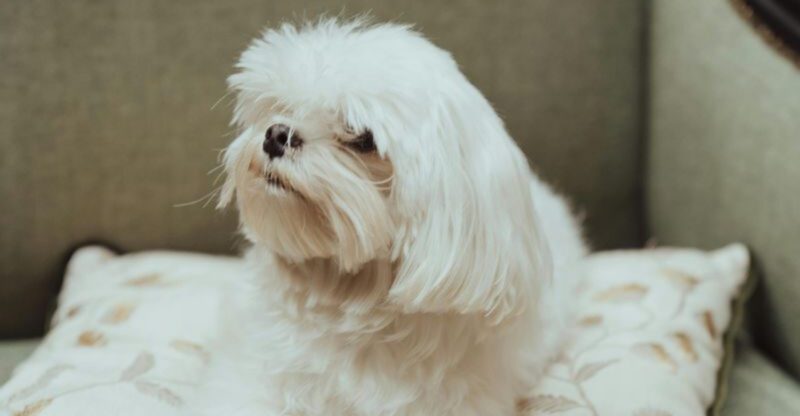 These 10 dogs adore people, while these 3 often bond with cats just as much
