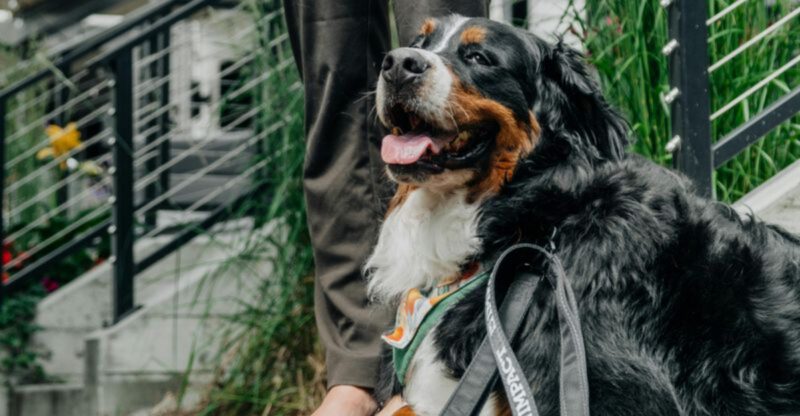 These 10 oversized dogs never seem to realize how big they are