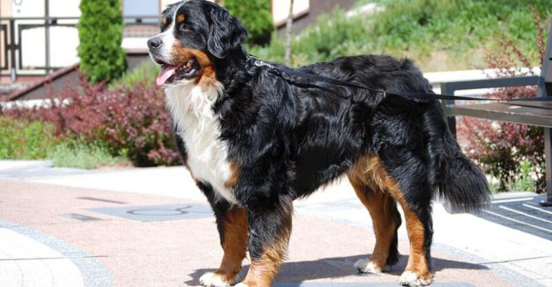 These 12 dog breeds have comforted, guided, and helped millions - plus ...