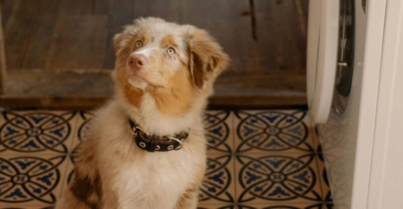These 13 dog breeds have so much energy they can wear out their owners