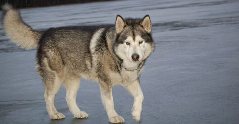 These 13 gorgeous dog breeds have stories far tougher than their ...