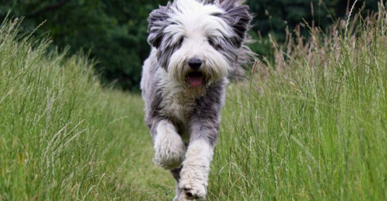 These 15 bearded dog breeds have more personality than some people