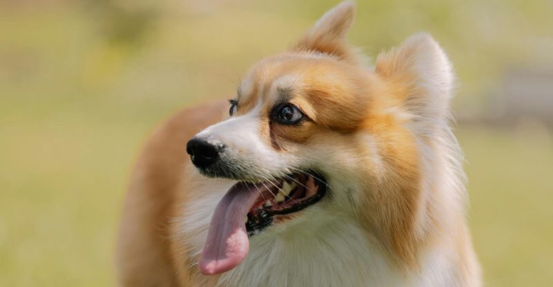 These 15 dogs have a remarkable way of turning bad days around