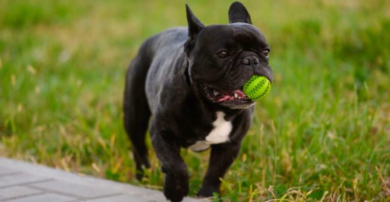 Think purebred dogs are expensive? These 12 breeds take it to another level