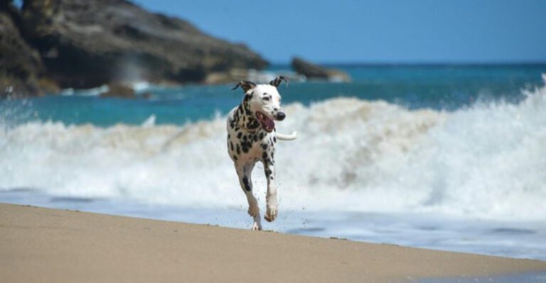 Think twice before choosing these 11 high-energy dog breeds - they ...